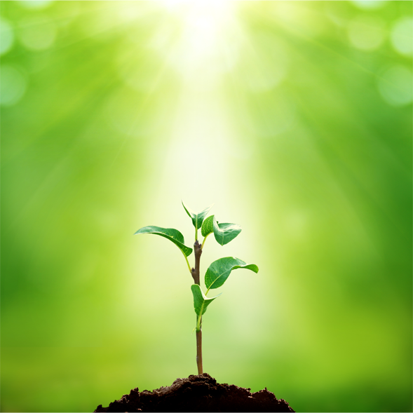 About Tu Bishvat - Jewish Interactive